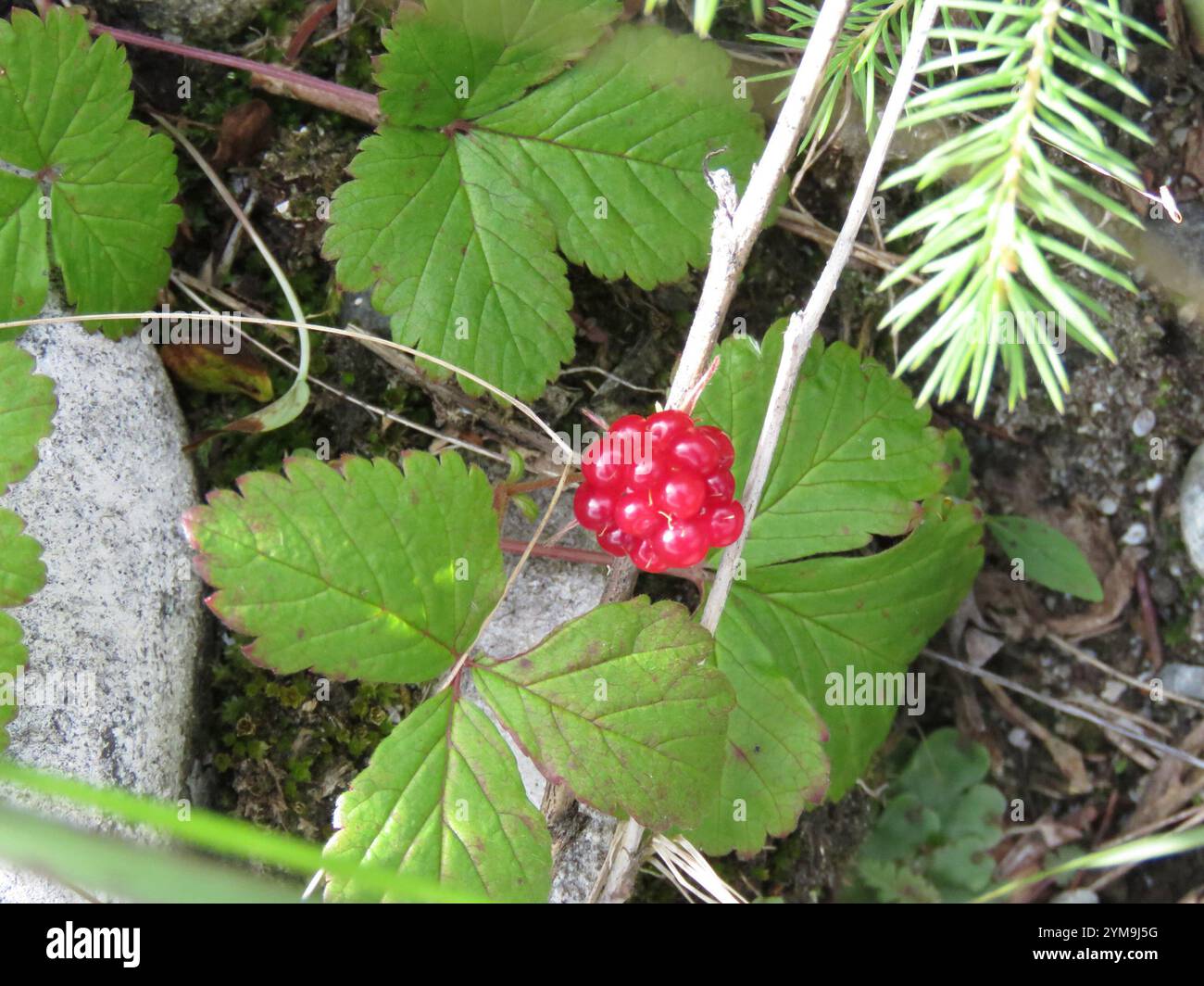 Arctic raspberry (Rubus arcticus Stock Photo - Alamy