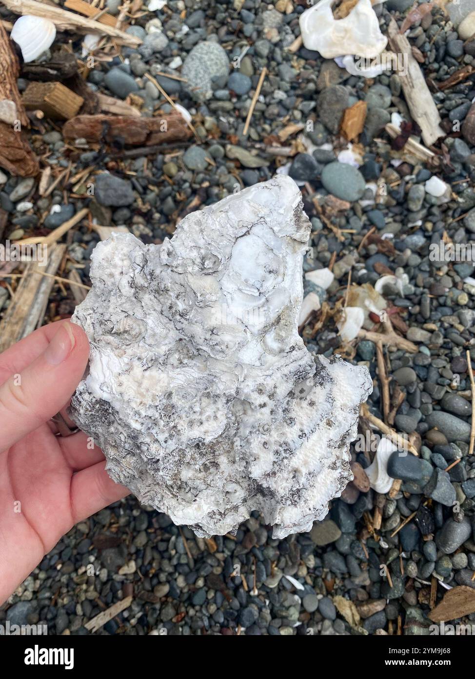 Pacific Oyster (Magallana gigas Stock Photo - Alamy