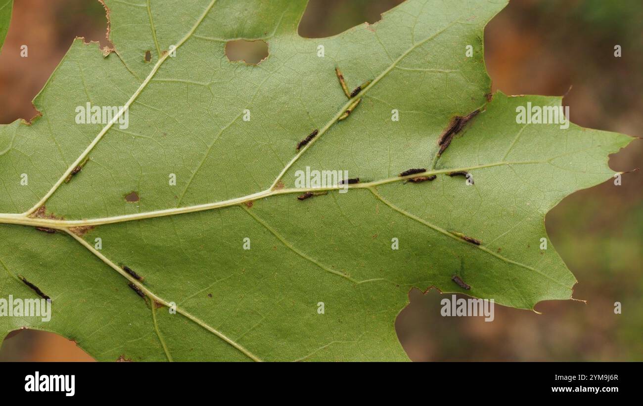 Contarinia hi-res stock photography and images - Alamy