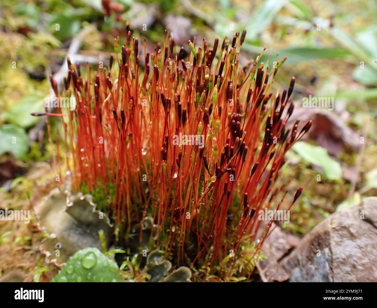 Slender Cruet-moss (Tetraplodon mnioides Stock Photo - Alamy