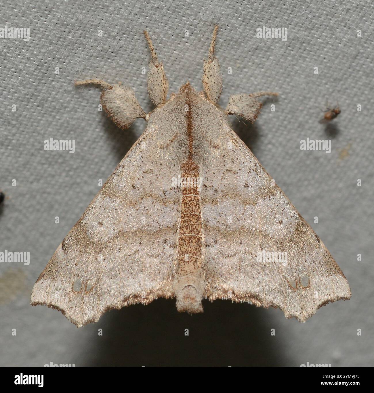 Angel Moth (Olceclostera angelica Stock Photo - Alamy