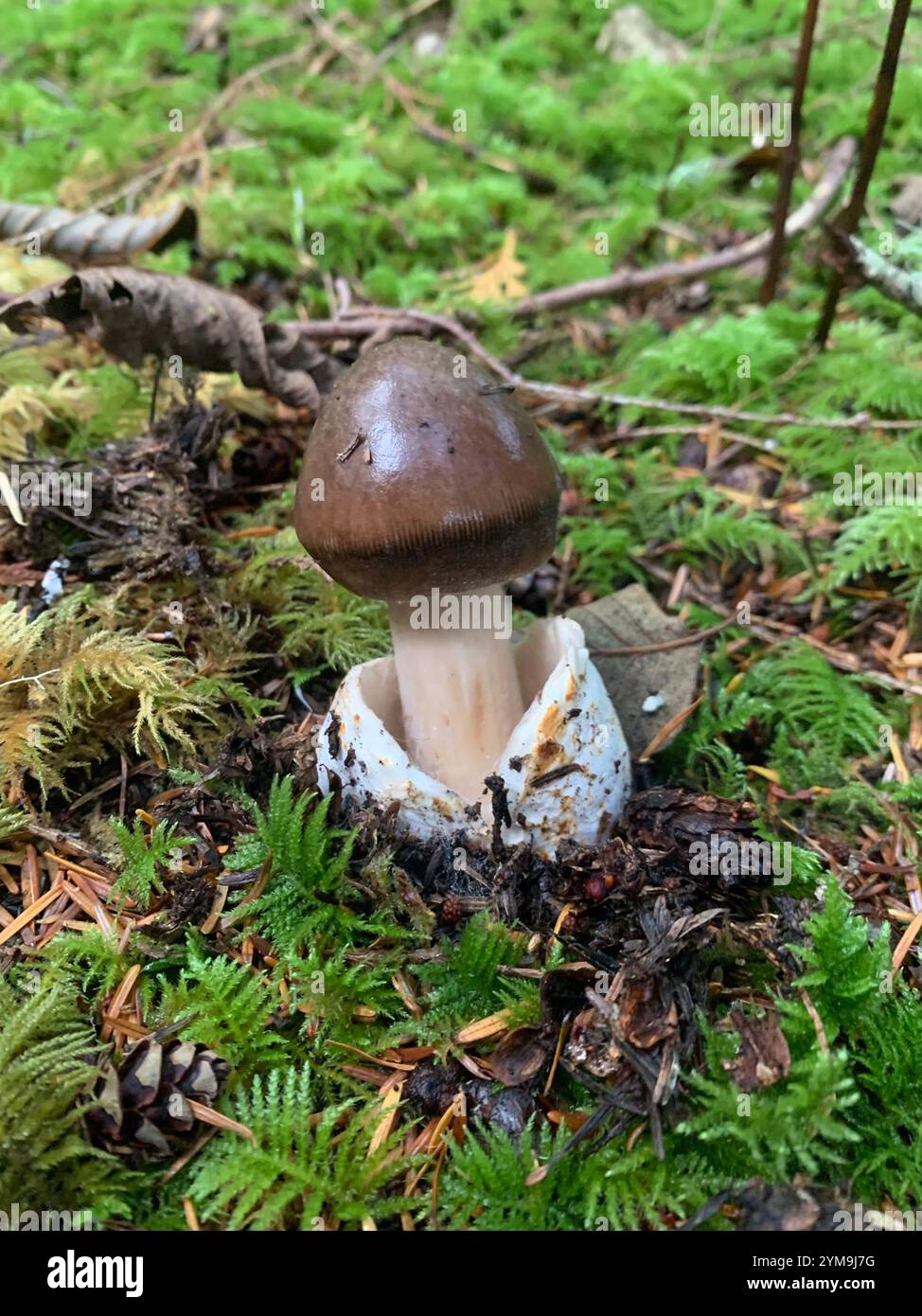 Western Grisette (Amanita pachycolea Stock Photo - Alamy