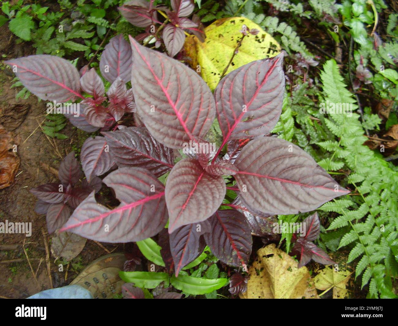 Bloodleaf (Iresine diffusa herbstii Stock Photo - Alamy