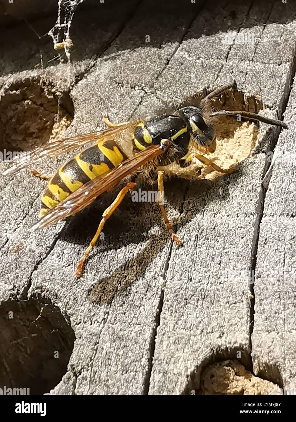 Common European Yellowjacket (Vespula vulgaris Stock Photo - Alamy