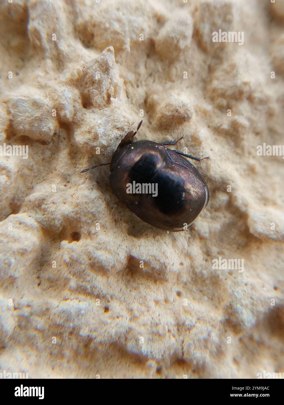 Scarab Shieldbug (Thyreocoris scarabaeoides Stock Photo - Alamy