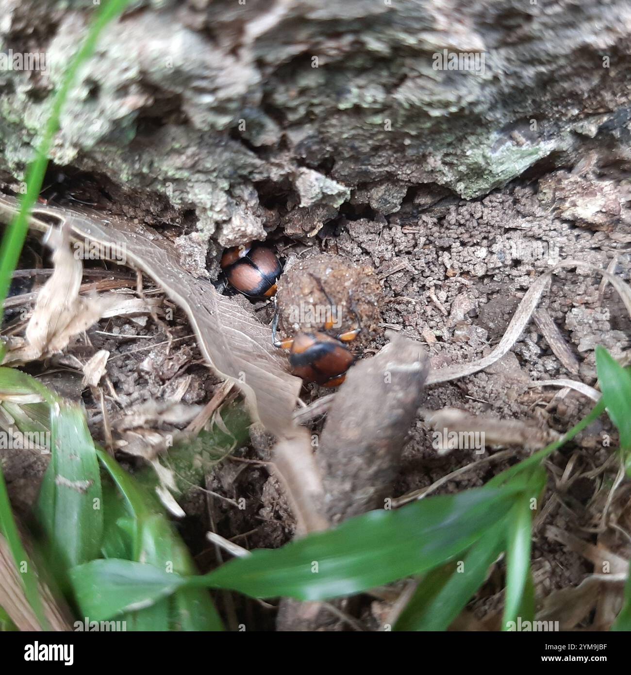 Dung Rollers (Canthon Stock Photo - Alamy
