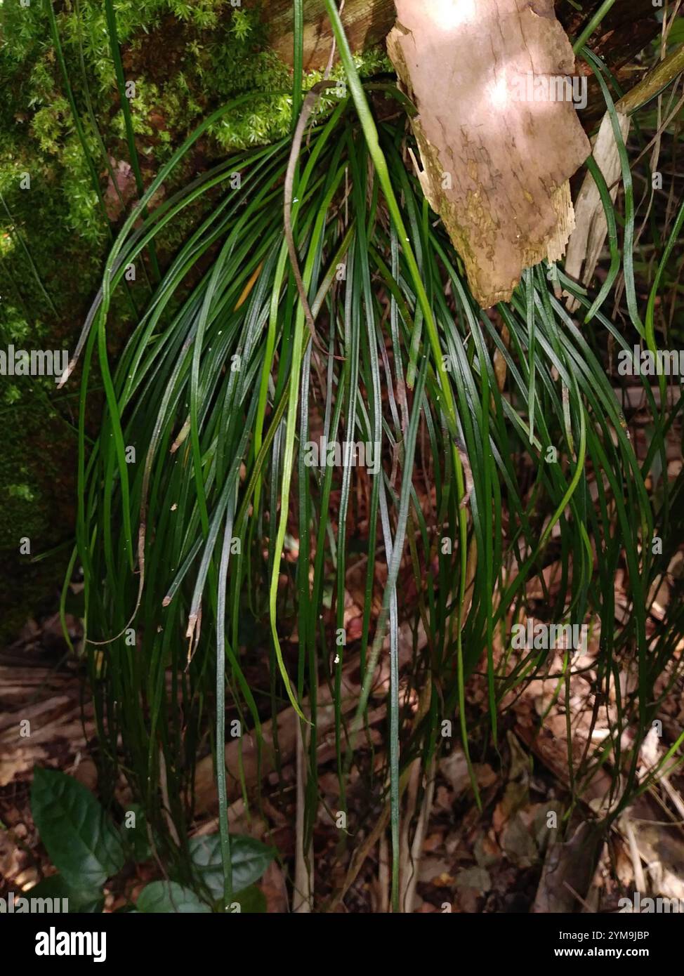 Shoestring Fern (Vittaria lineata Stock Photo - Alamy