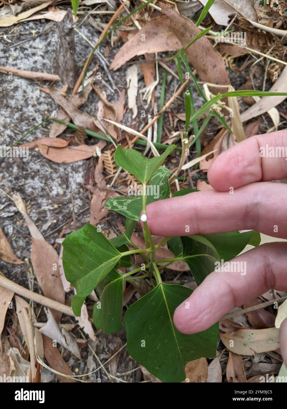 Common Milk Vine (Leichhardtia rostrata Stock Photo - Alamy