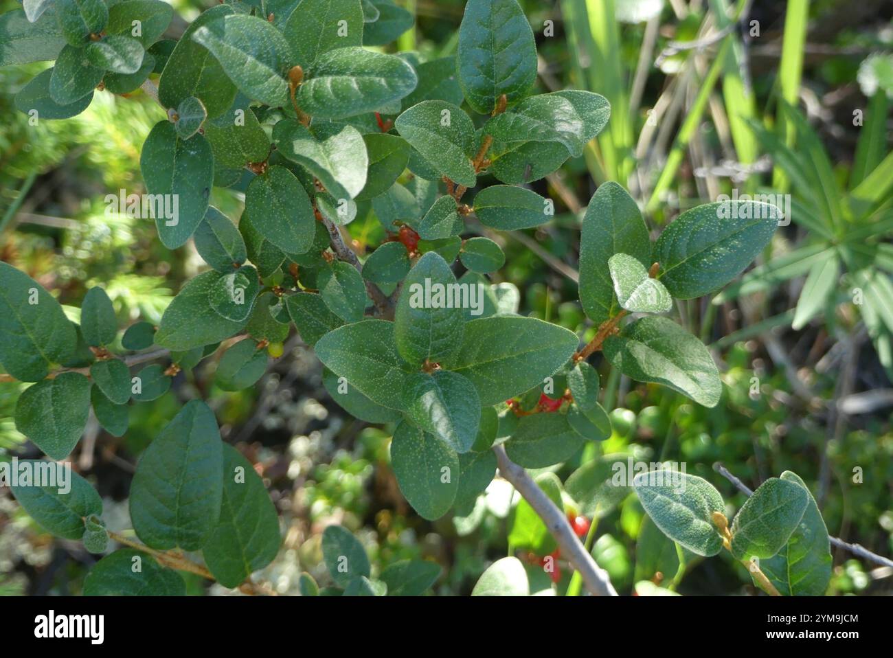 Canadian buffalo-berry (Shepherdia canadensis Stock Photo - Alamy