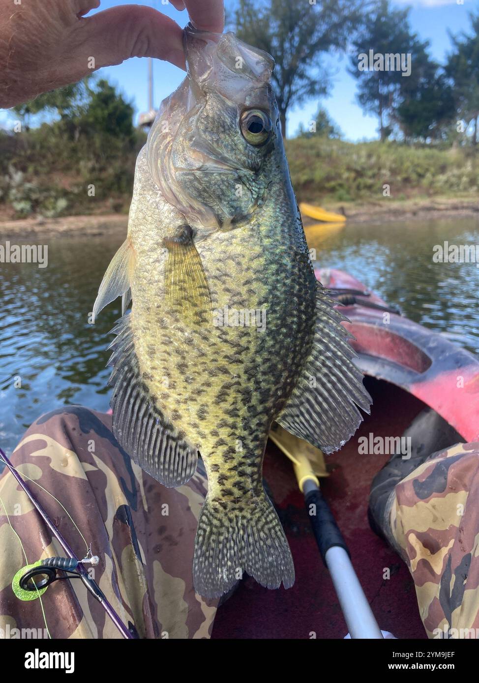 Black Crappie (Pomoxis nigromaculatus Stock Photo - Alamy