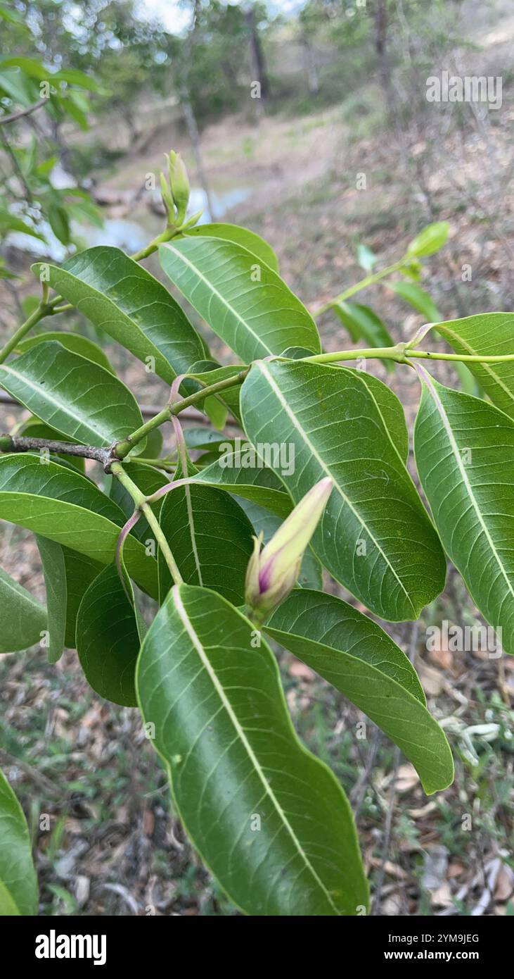Rubber Vine (Cryptostegia grandiflora Stock Photo - Alamy