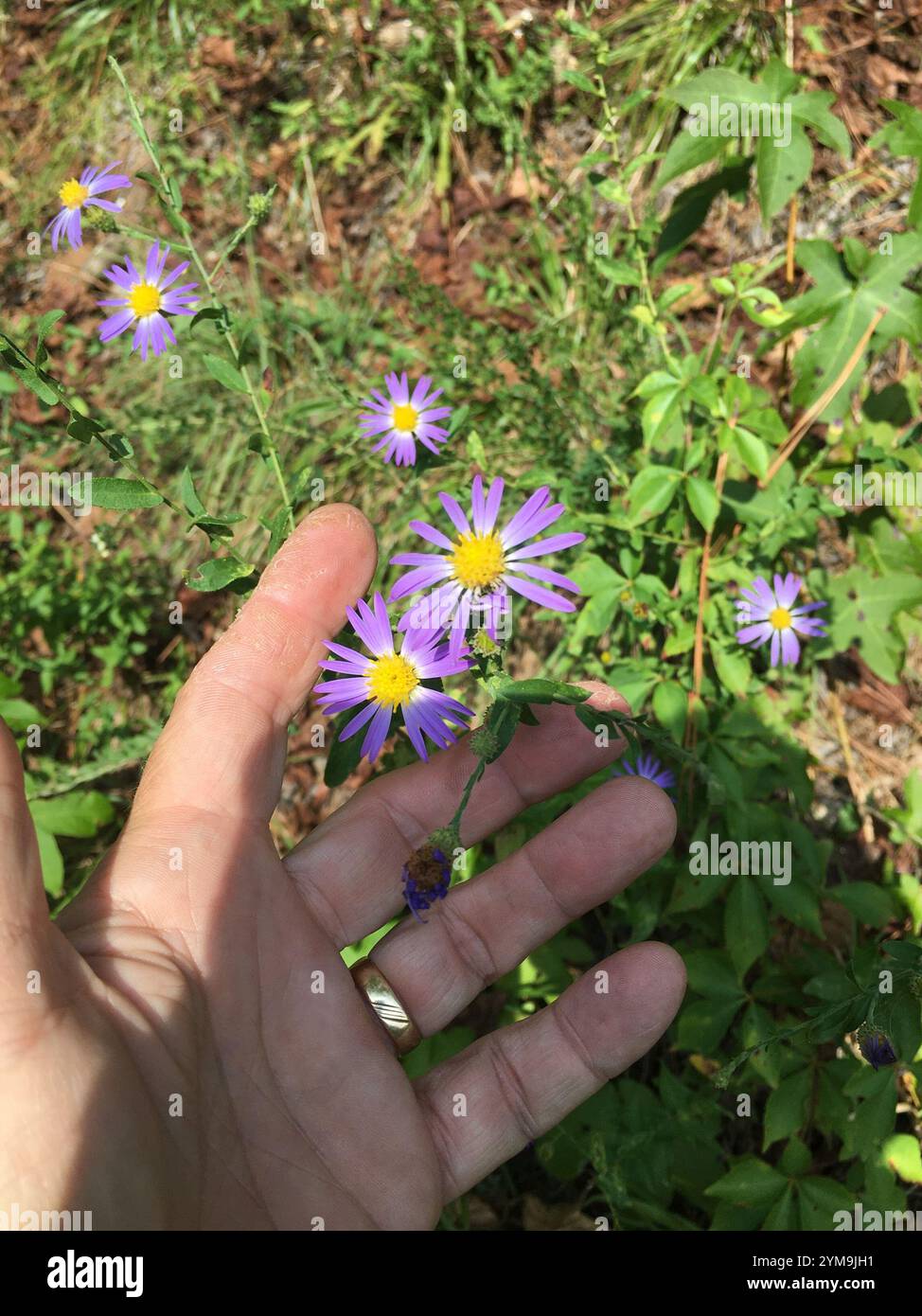 late purple aster (Symphyotrichum patens Stock Photo - Alamy