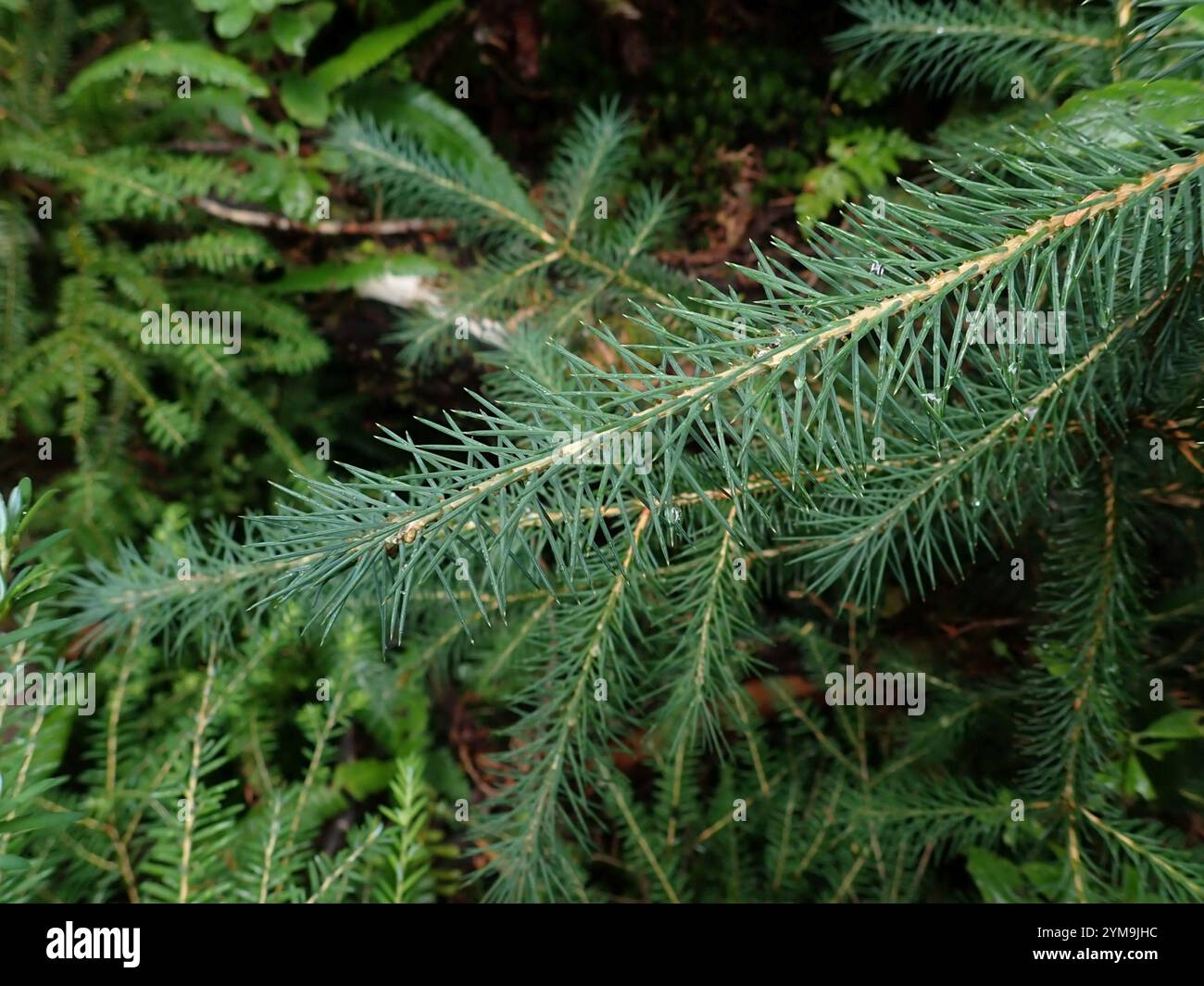 Sitka spruce (Picea sitchensis Stock Photo - Alamy
