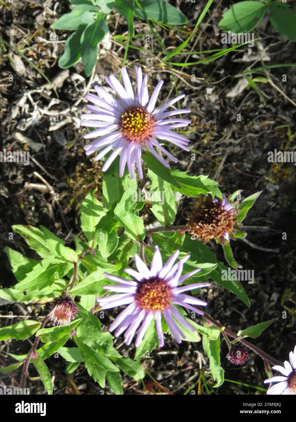 wood asters (Eurybia Stock Photo - Alamy