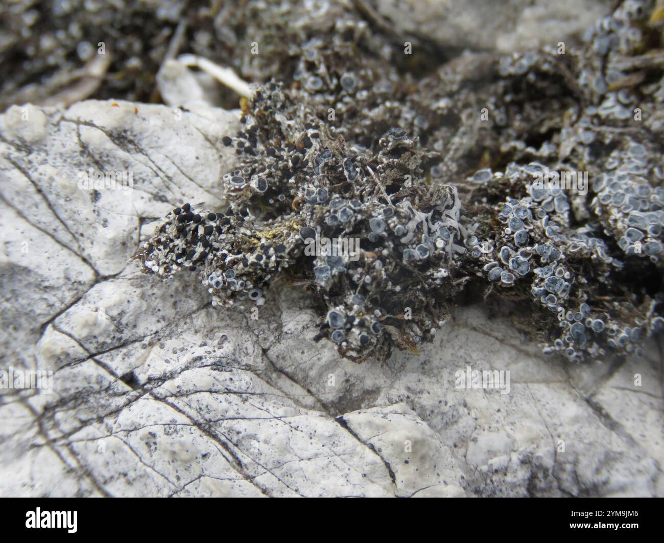 common lichens (Lecanoromycetes Stock Photo - Alamy