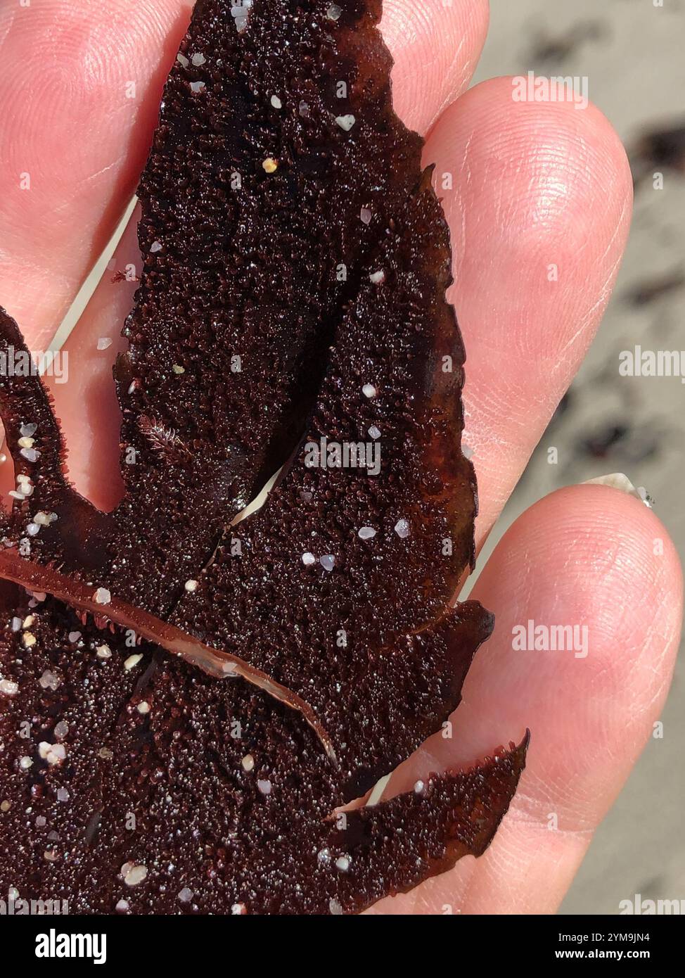 red sea leaf (Erythrophyllum delesserioides Stock Photo - Alamy