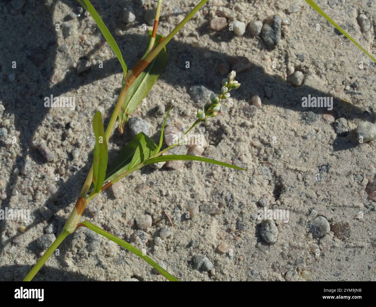 swamp smartweed (Persicaria hydropiperoides Stock Photo - Alamy