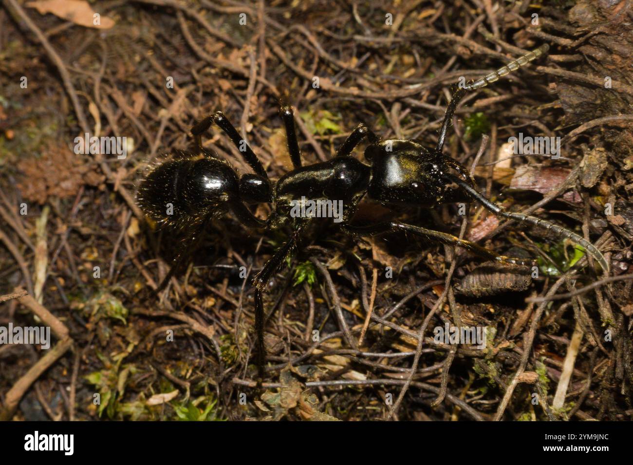 Giant Amazonian Ants (Dinoponera Stock Photo - Alamy