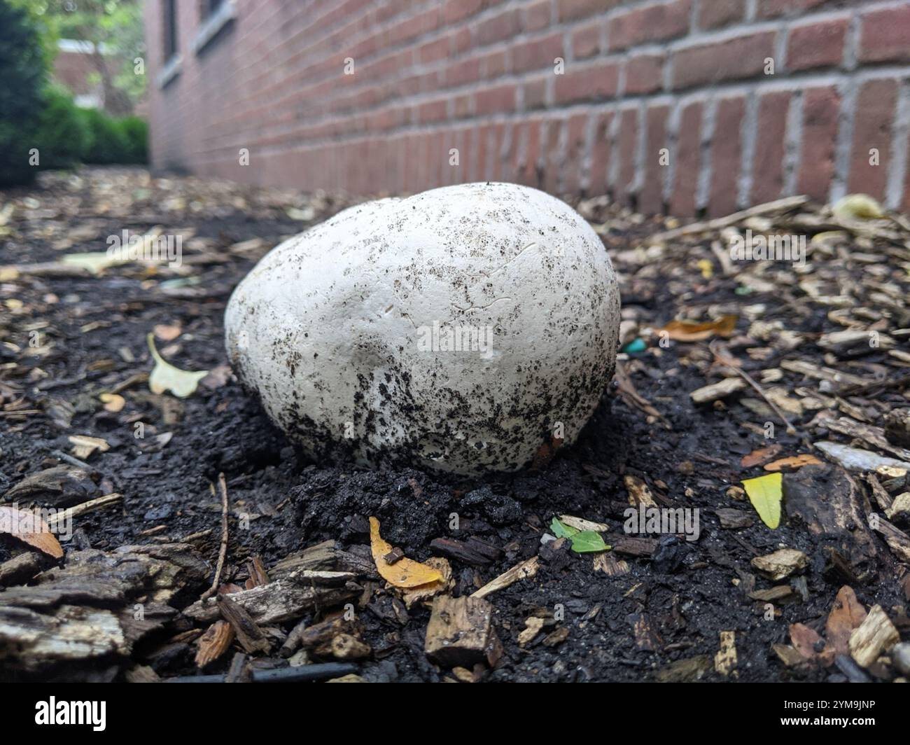 giant puffball (Calvatia gigantea Stock Photo - Alamy