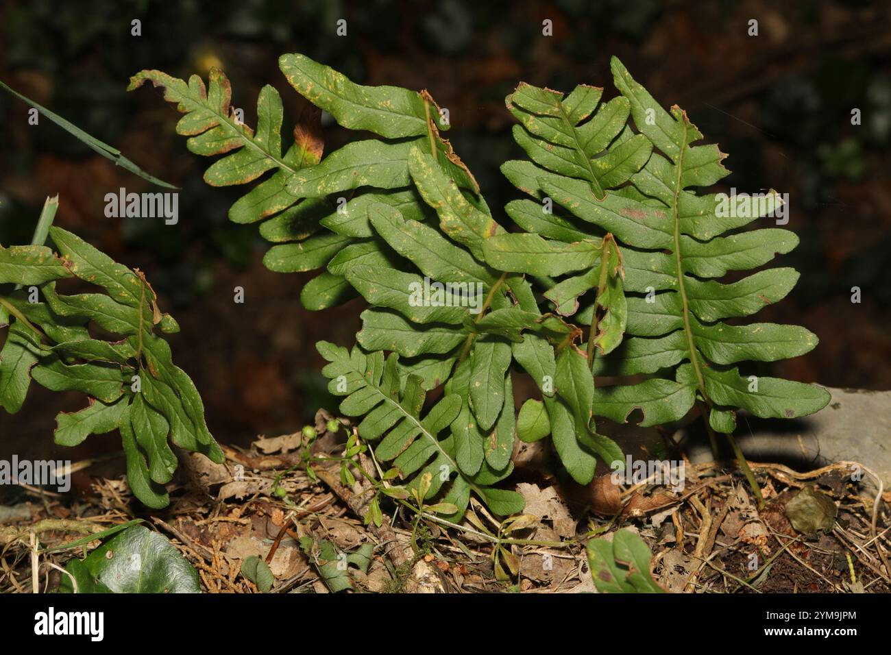 common polypody (Polypodium vulgare Stock Photo - Alamy