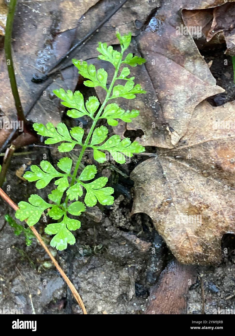 fragile ferns (Cystopteris Stock Photo - Alamy