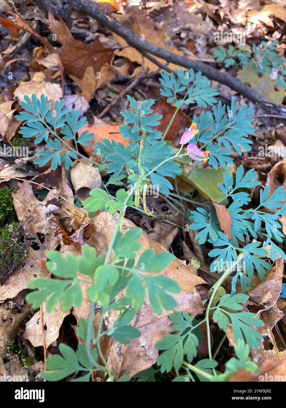 rock harlequin (Capnoides sempervirens Stock Photo - Alamy