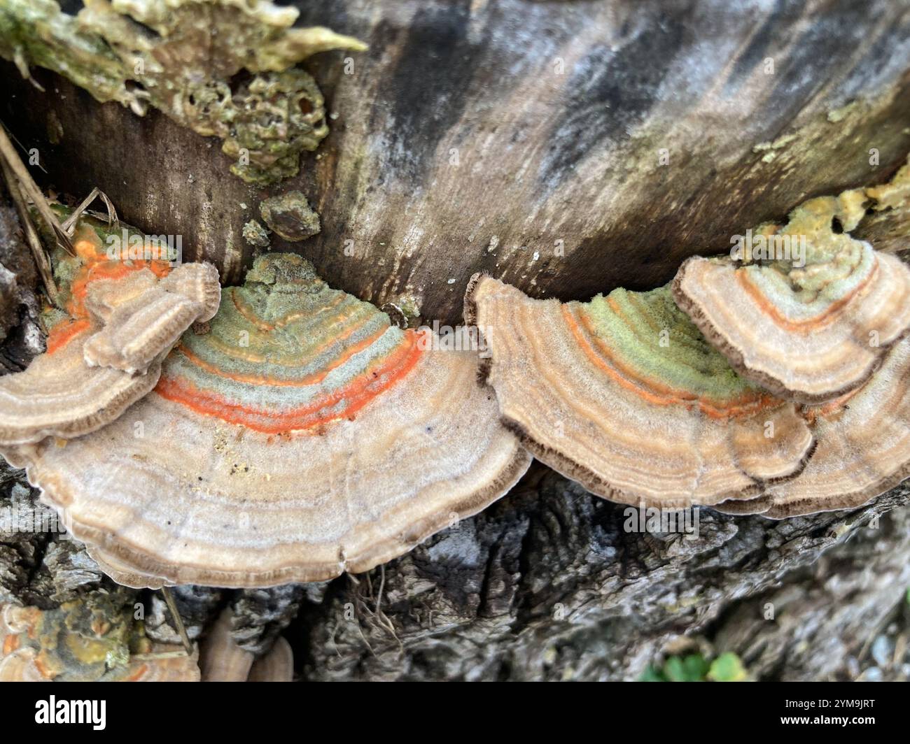 Gilled Polypore (Trametes betulina Stock Photo - Alamy