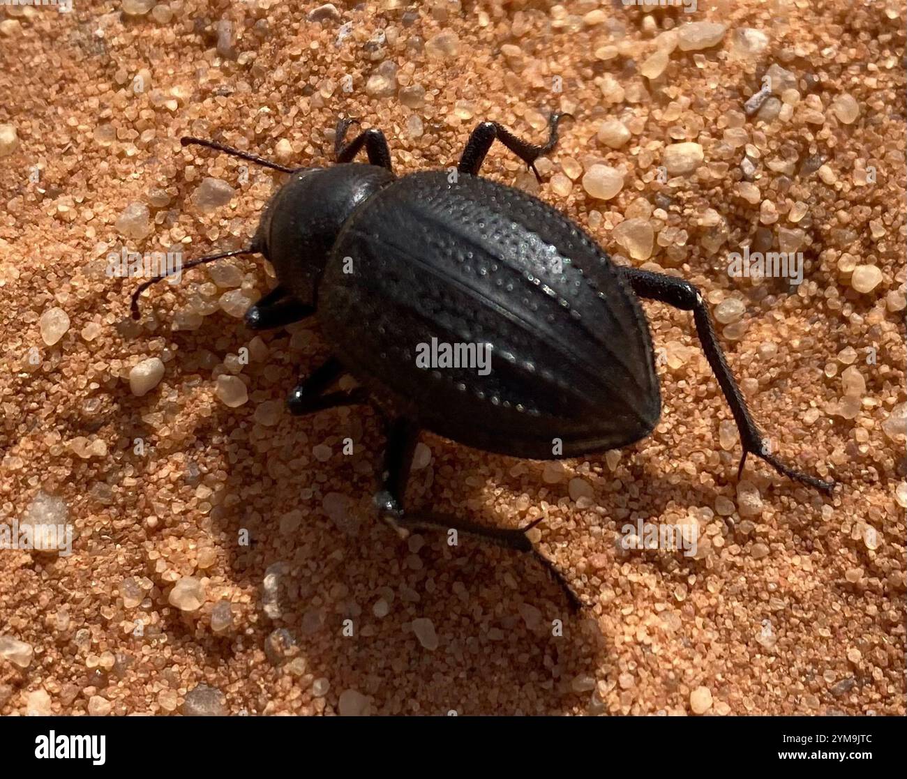 Pimelia hi-res stock photography and images - Alamy