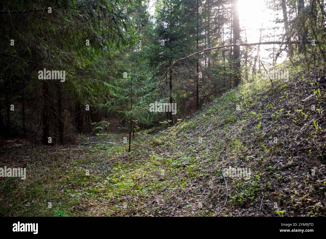 Ramparts of an ancient fortified settlement in the forest Stock Photo ...