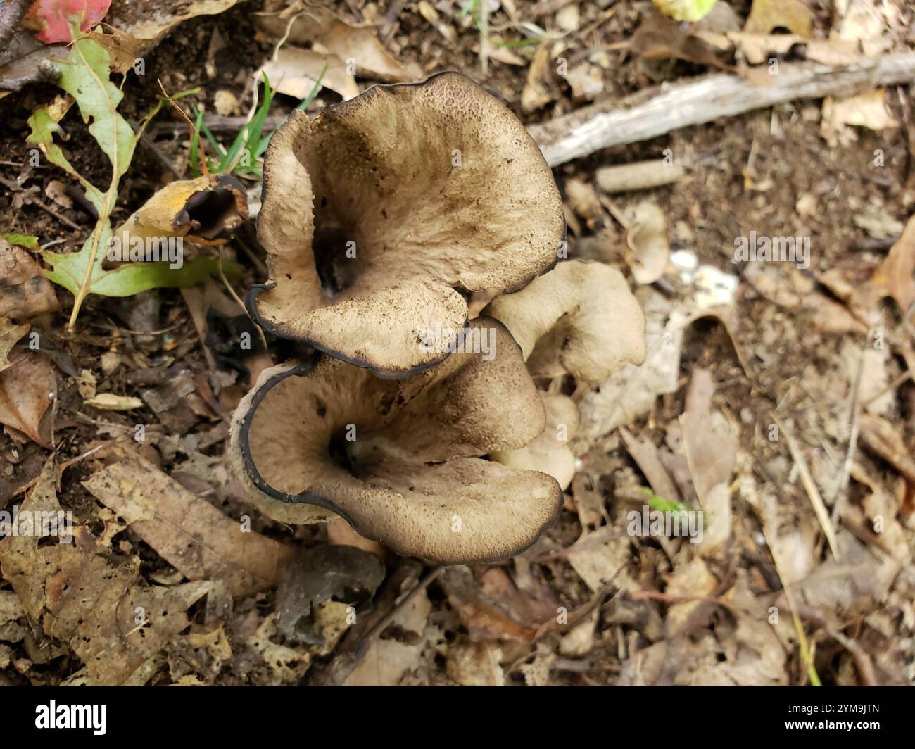 Eastern Black Trumpet (Craterellus fallax Stock Photo - Alamy