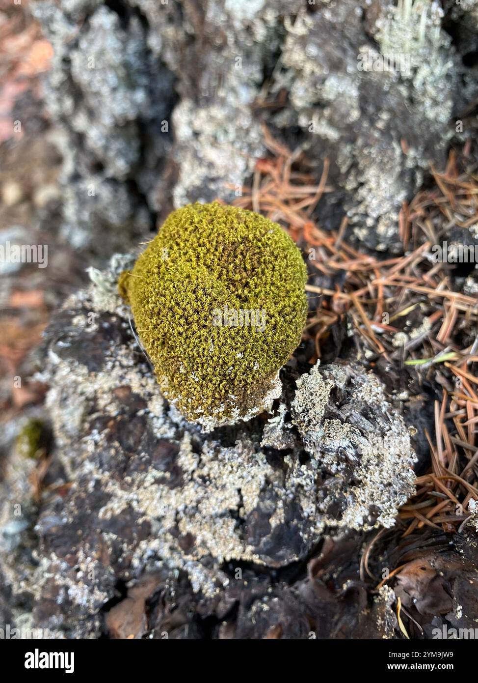 Common Pincushion (Dicranoweisia cirrata Stock Photo - Alamy