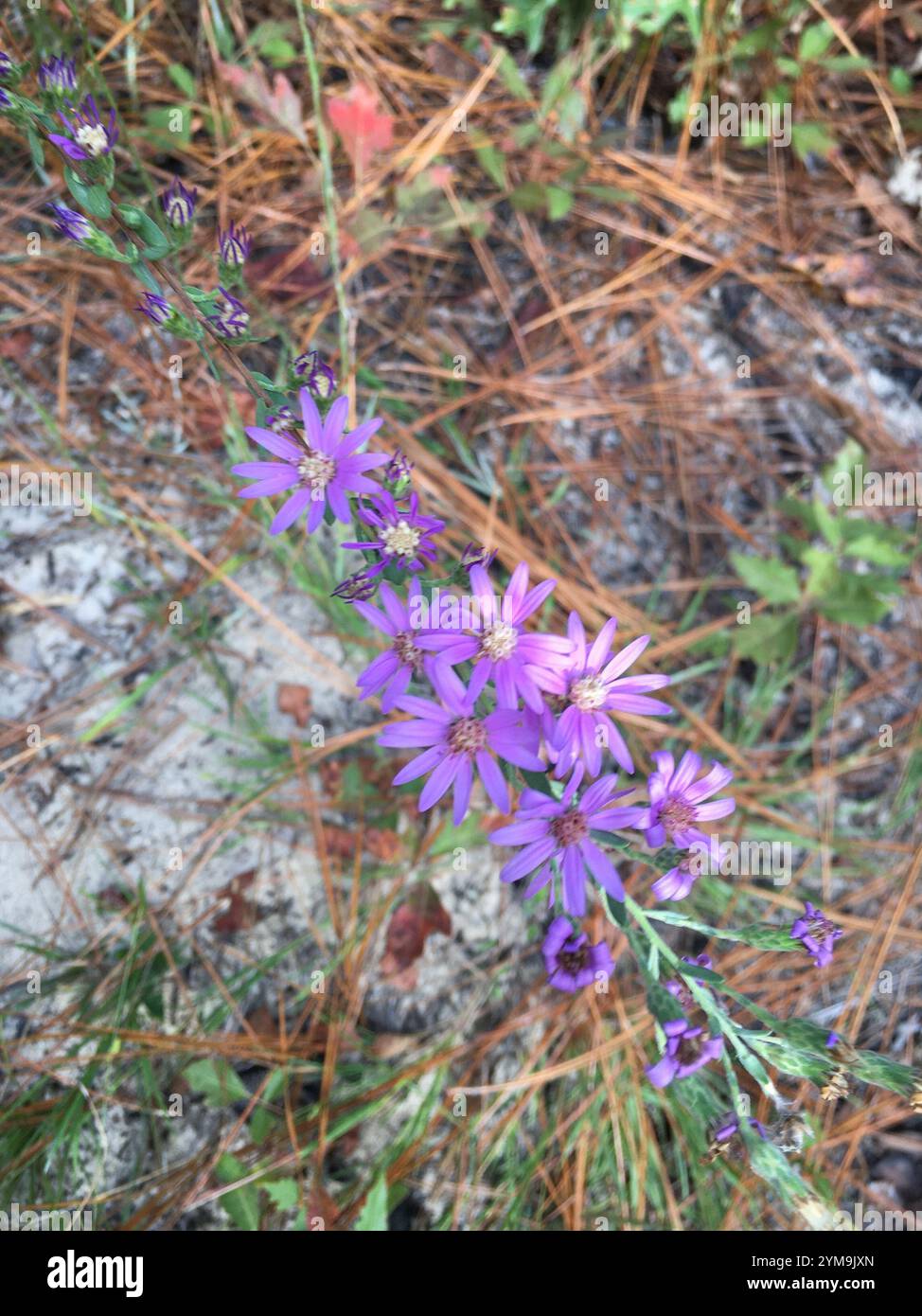 Eastern Silver Aster (Symphyotrichum concolor Stock Photo - Alamy