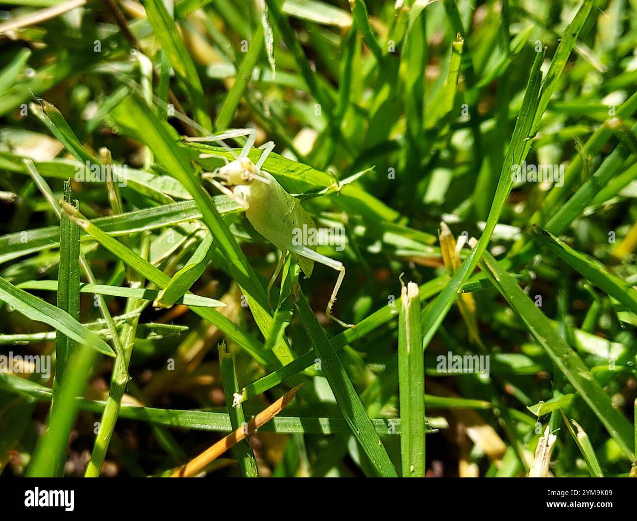 Snowy Tree Cricket (Oecanthus fultoni Stock Photo - Alamy