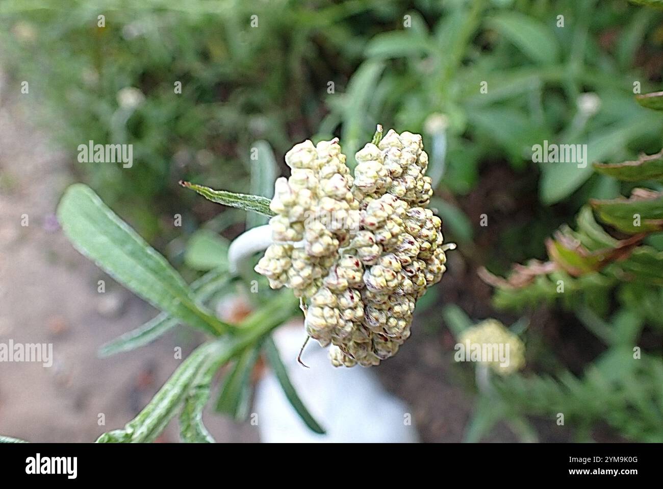 Kooigoed Everlasting (Helichrysum odoratissimum Stock Photo - Alamy