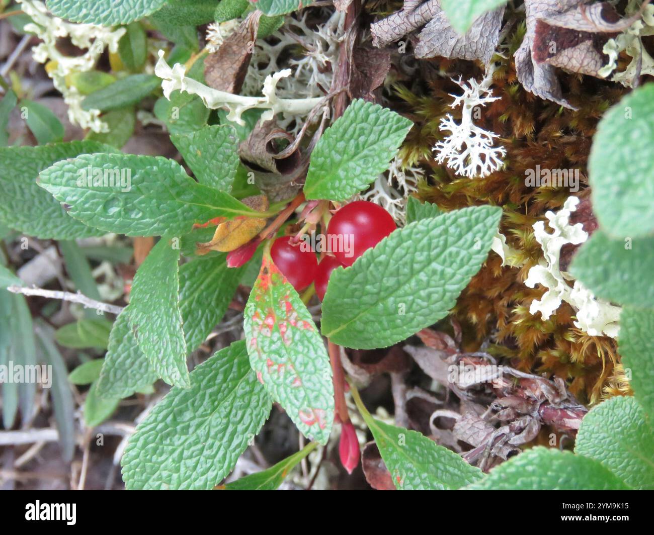 alpine bearberries (Arctous Stock Photo - Alamy