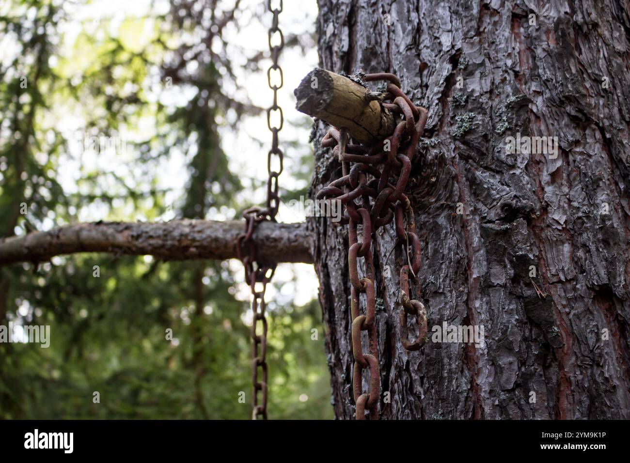 Old iron chain hanging on a pine tree in the forest Stock Photo - Alamy