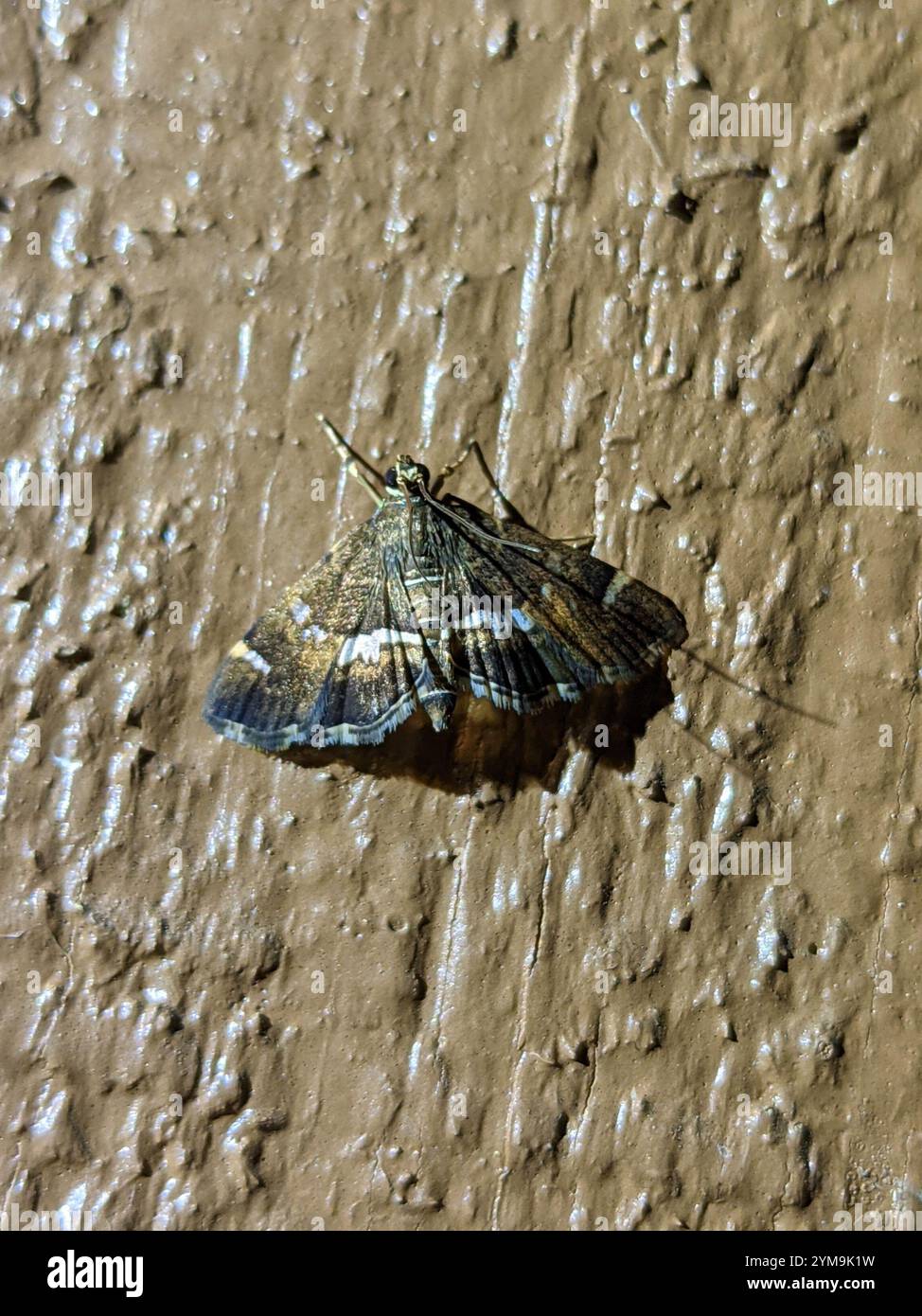 Spotted Beet Webworm Moth (Hymenia perspectalis Stock Photo - Alamy
