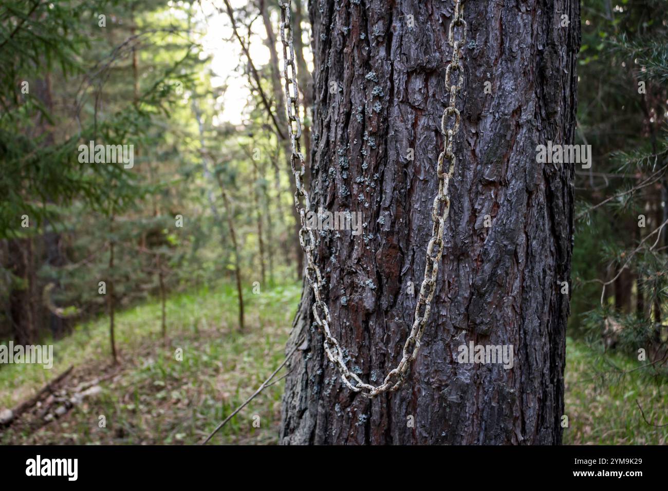 Old iron chain hanging on a pine tree in the forest Stock Photo - Alamy