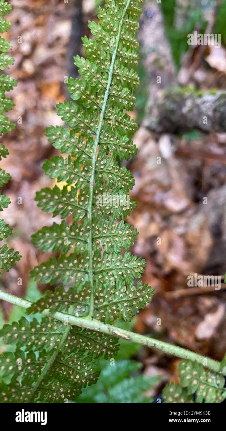 intermediate wood fern (Dryopteris intermedia Stock Photo - Alamy
