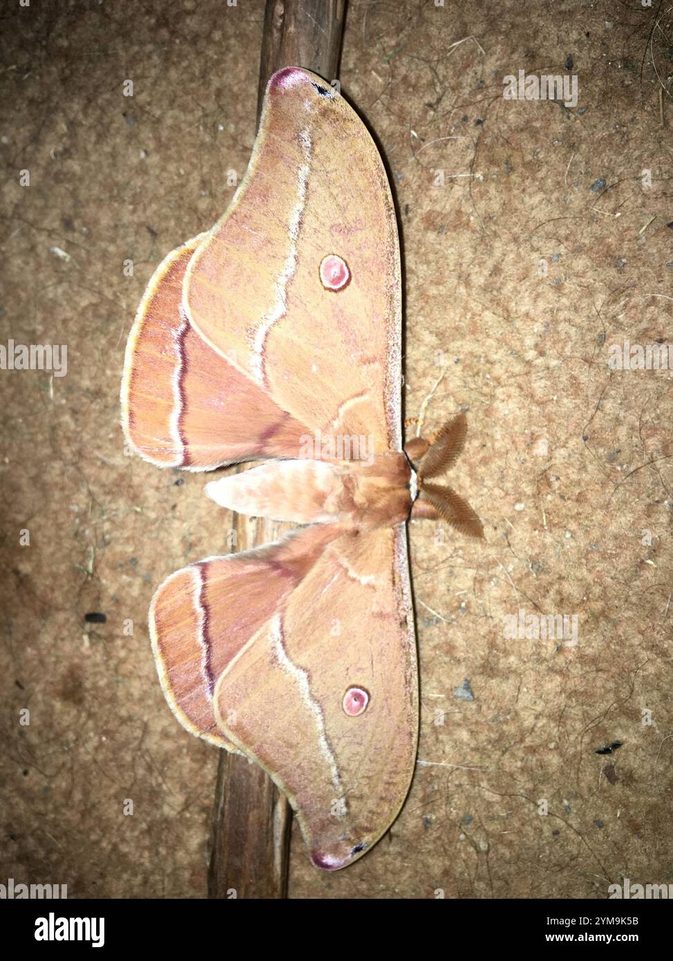 Helena Gum Moth (Opodiphthera helena Stock Photo - Alamy