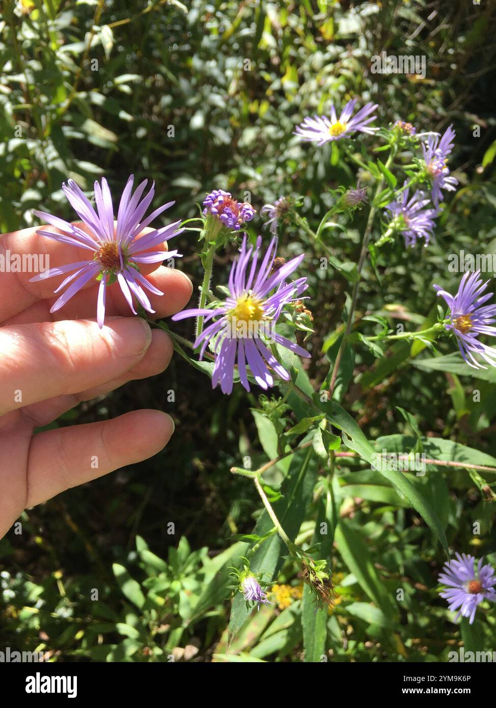 swamp aster (Symphyotrichum puniceum Stock Photo - Alamy