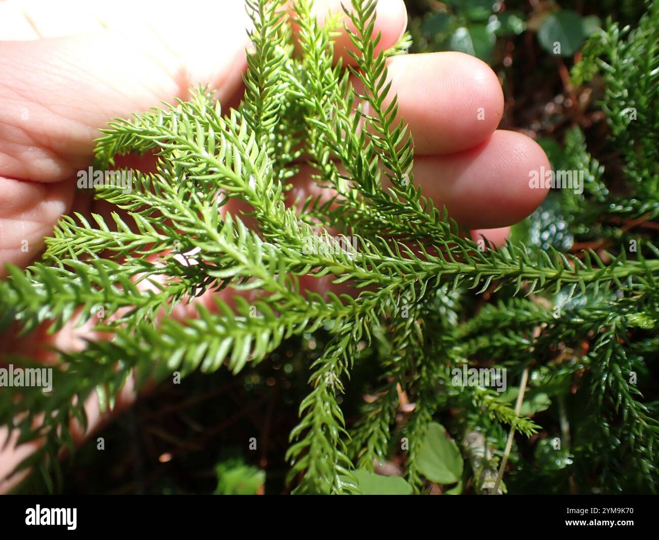 prickly tree-clubmoss (Dendrolycopodium dendroideum Stock Photo - Alamy