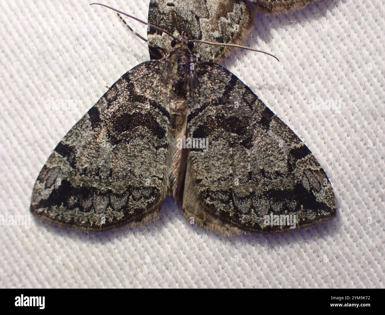 Geometer Moths (Geometridae Stock Photo - Alamy