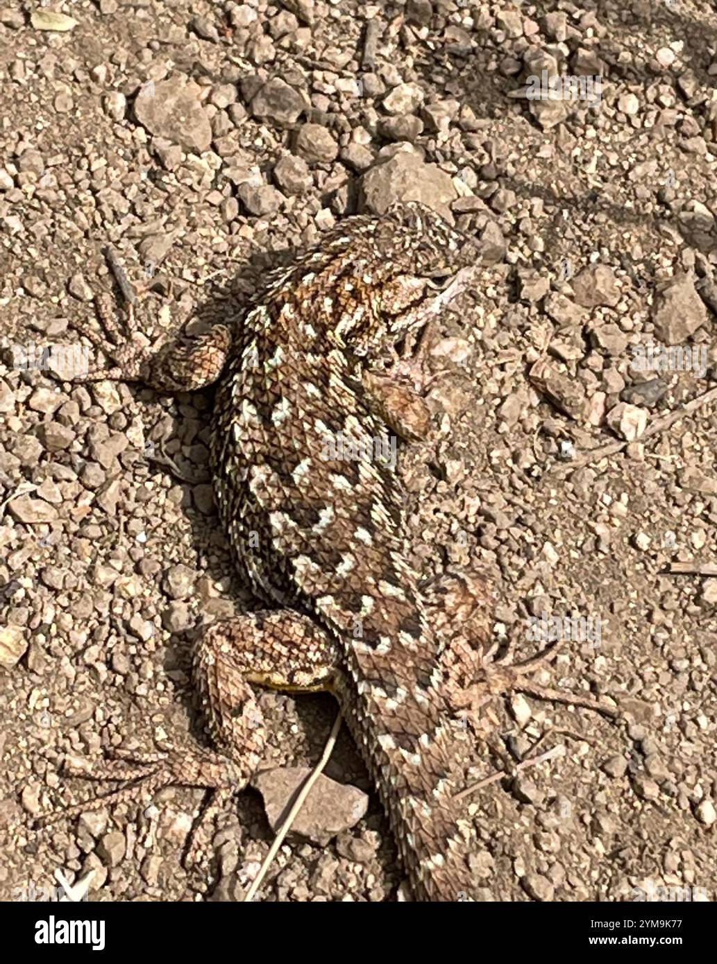 Coast Range Fence Lizard (Sceloporus occidentalis bocourtii Stock Photo ...
