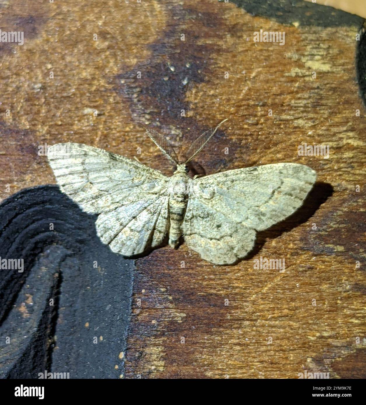 Texas Gray (Glenoides texanaria Stock Photo - Alamy