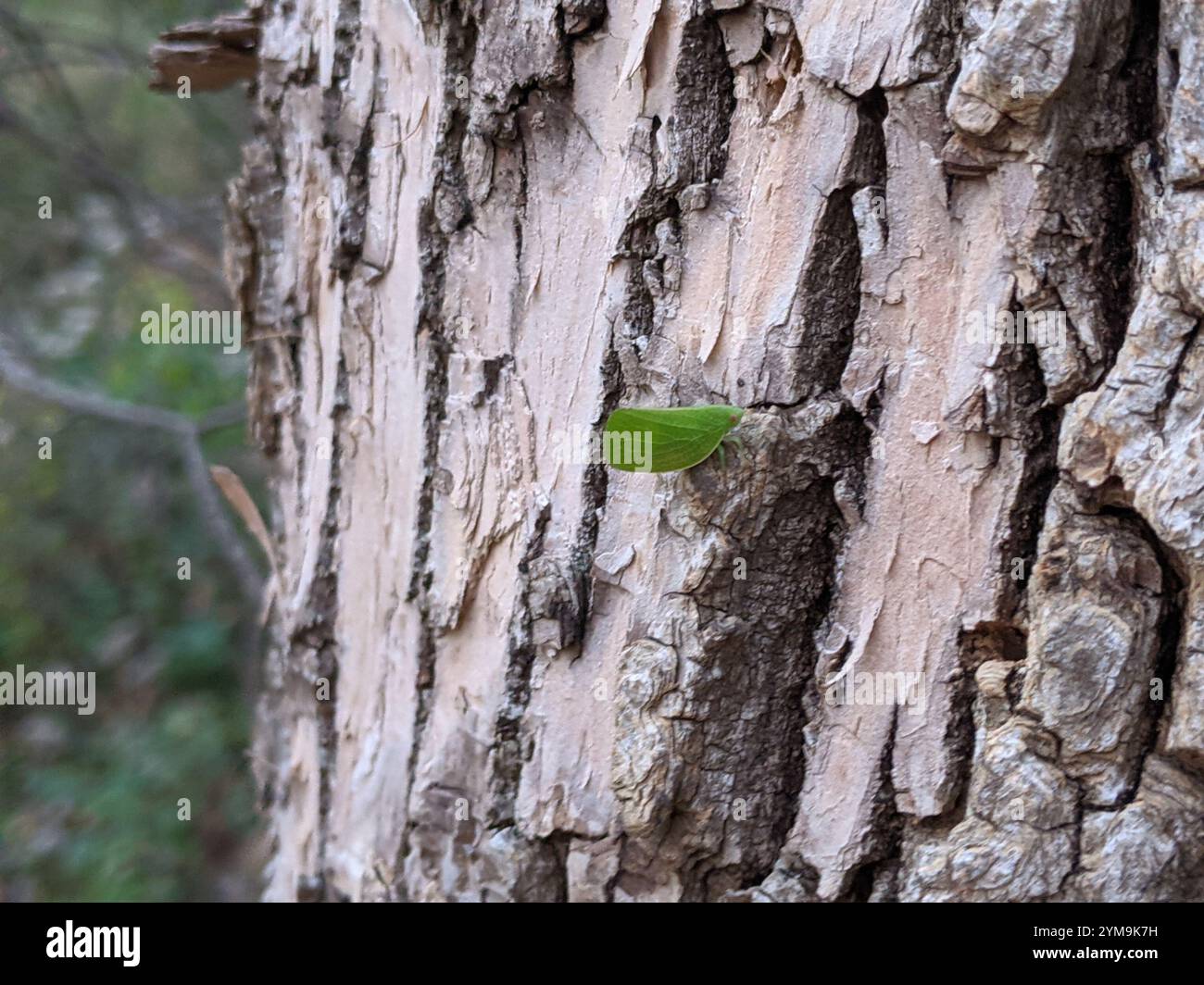 Green Cone-headed Planthopper (Acanalonia conica Stock Photo - Alamy