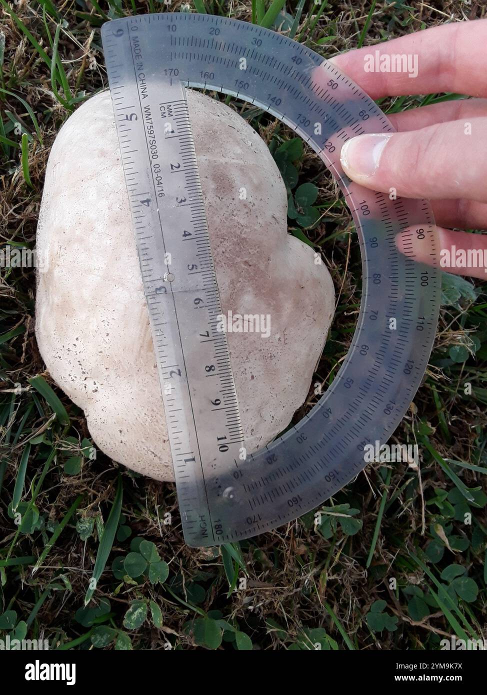 Purple-spored Puffball (Calvatia cyathiformis Stock Photo - Alamy