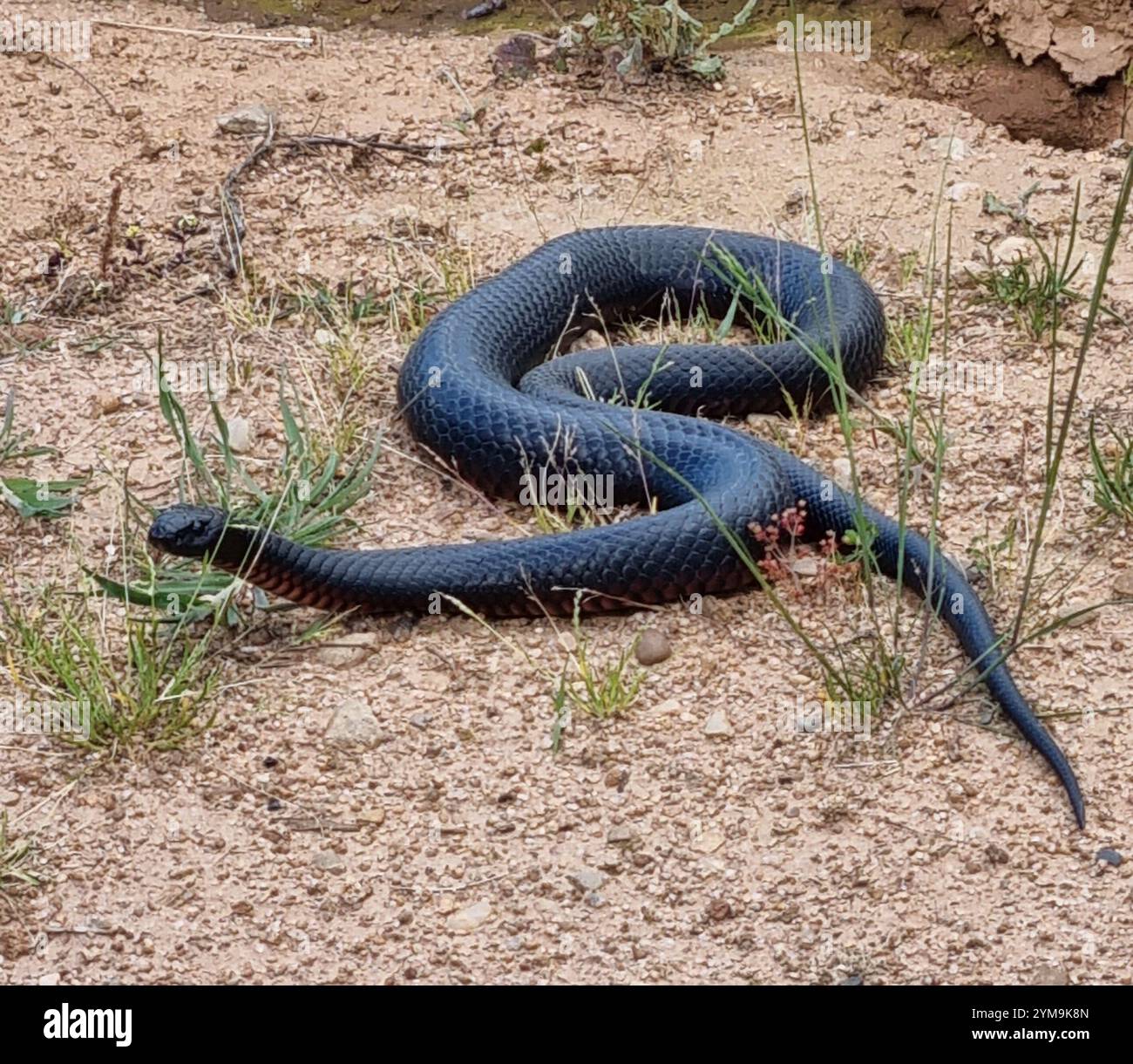Red-bellied Black Snake (Pseudechis porphyriacus Stock Photo - Alamy