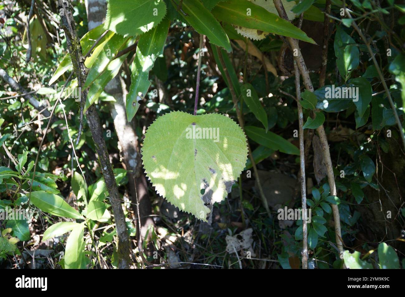 Gympie Stinging Tree (Dendrocnide moroides Stock Photo - Alamy