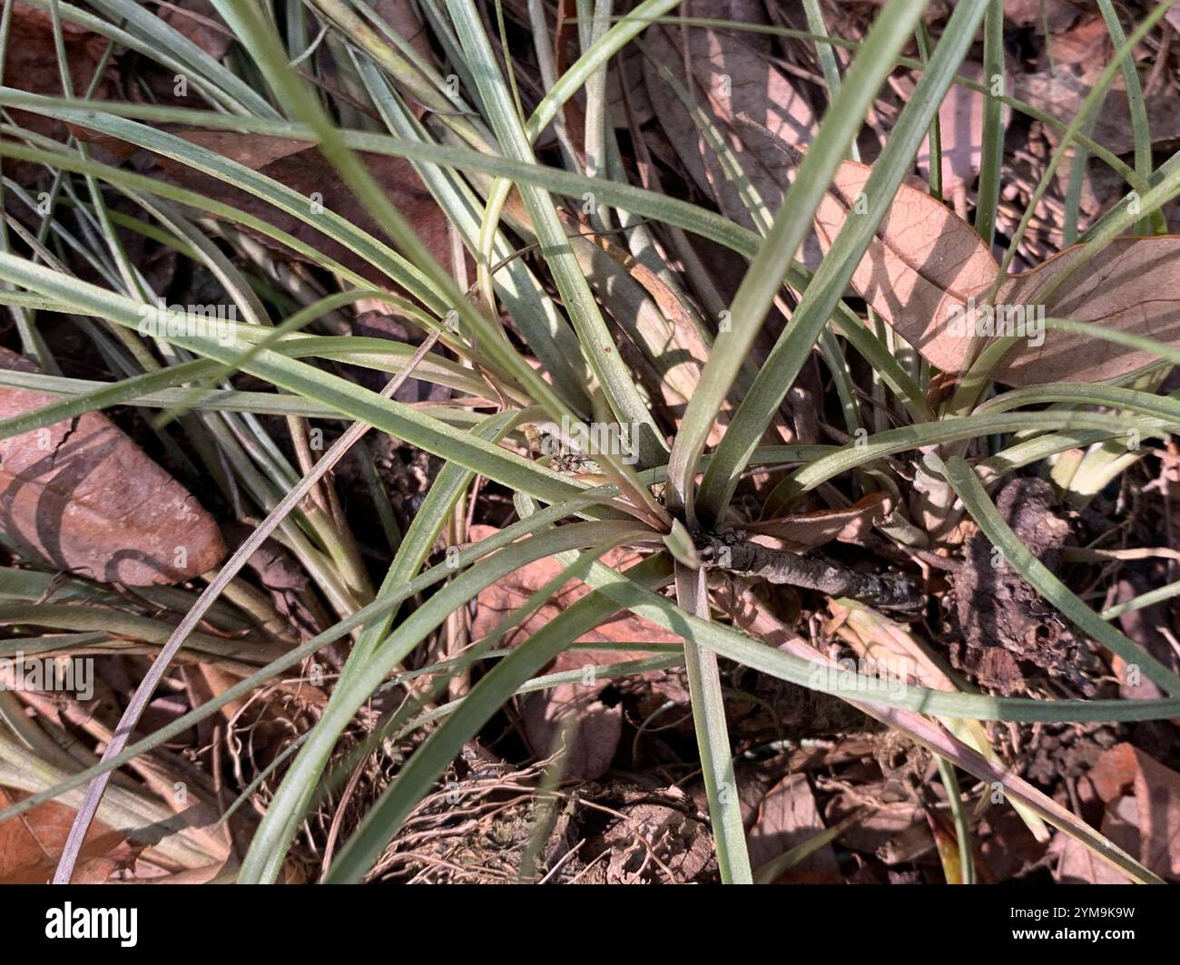 Manatee River airplant (Tillandsia simulata Stock Photo - Alamy
